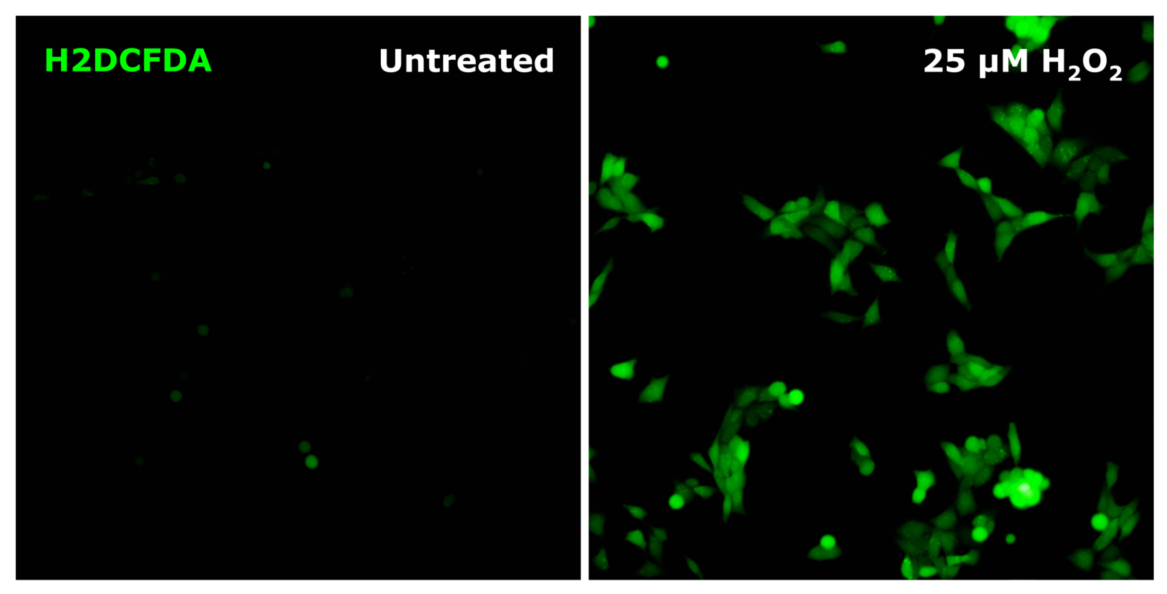 H2DCFDA (2′,7′-dichlorodihydrofluorescein diacetate) | CAS#:4091-99-0