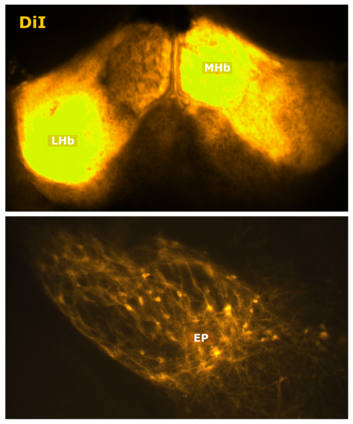 DiI, lipophilic tracer | CAS#:22366-93-4