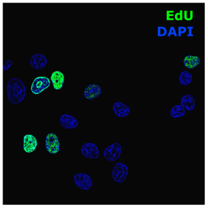 EdU (5-Ethynyl-2'-deoxyuridine) | CAS#:61135-33-9