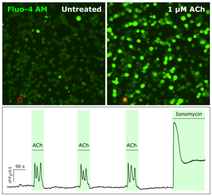 Fluo-4 AM, green fluorescent calcium indicator | CAS#:273221-67-3