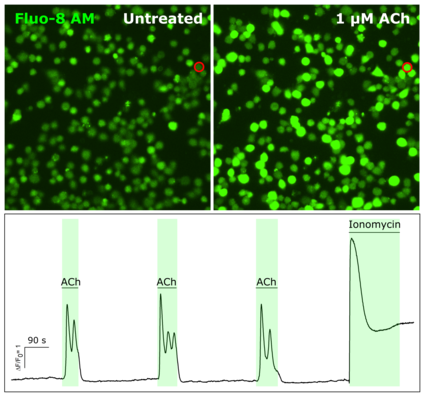 Fluo-8 AM, green fluorescent calcium indicator