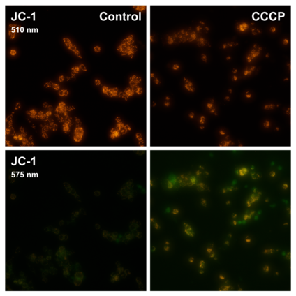 LumiTracker® Mito JC-1 | CAS#:47729-63-5; 3520-43-2