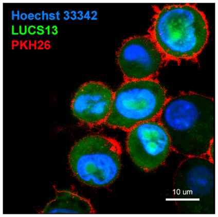 LUCS® 13, green fluorescent nucleic acid stain
