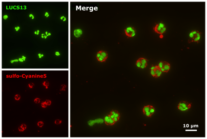 LUCS® 13, green fluorescent nucleic acid stain