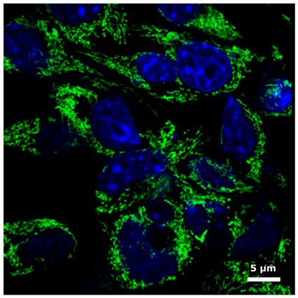 LumiTracker® Mito Rhodamine 123 | CAS#:62669-70-9