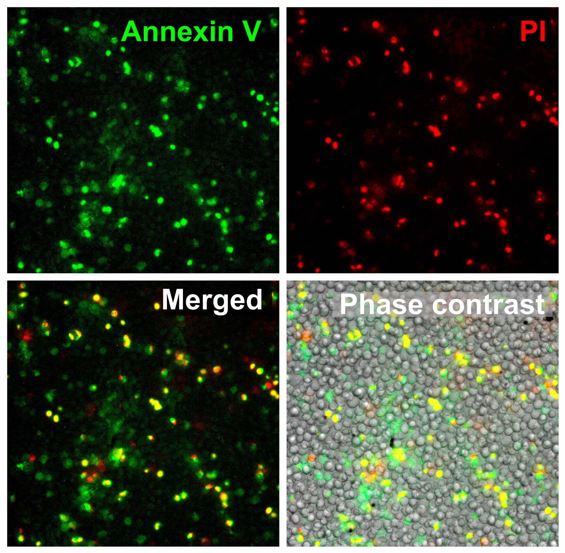 Annexin V-AF 488 Apoptosis Detection Kit, with Propidium Iodide