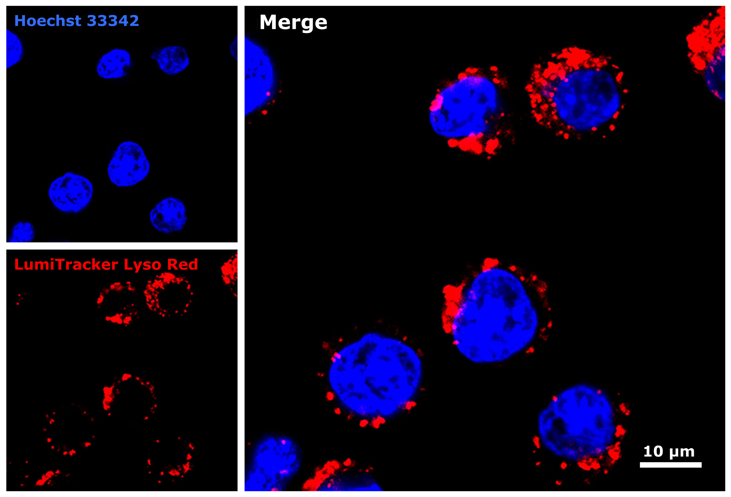 LumiTracker® Lyso Red
